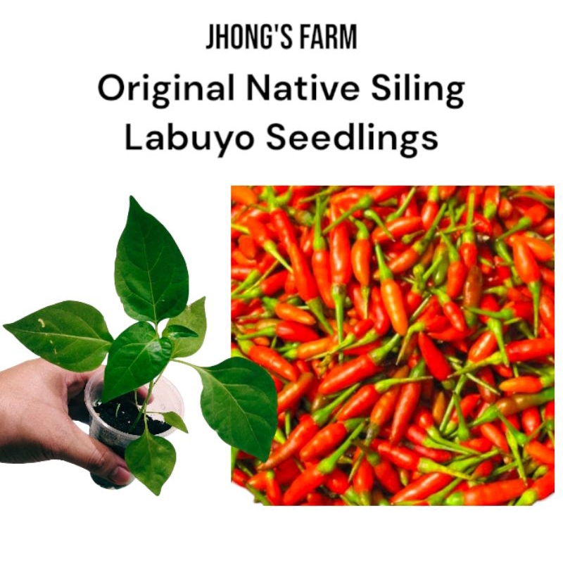 ORIGINAL NATIVE SILING LABUYO SEEDLINGS | Shopee Philippines