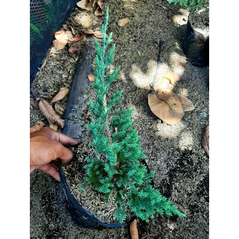 Juniper Live Plant‼️ | Shopee Philippines