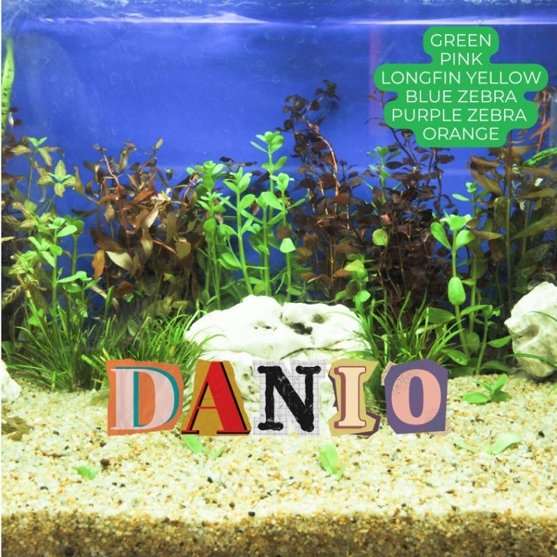 Aquarium Decor for Danio Danios (Check Variation and Read Description) | Shopee Philippines
