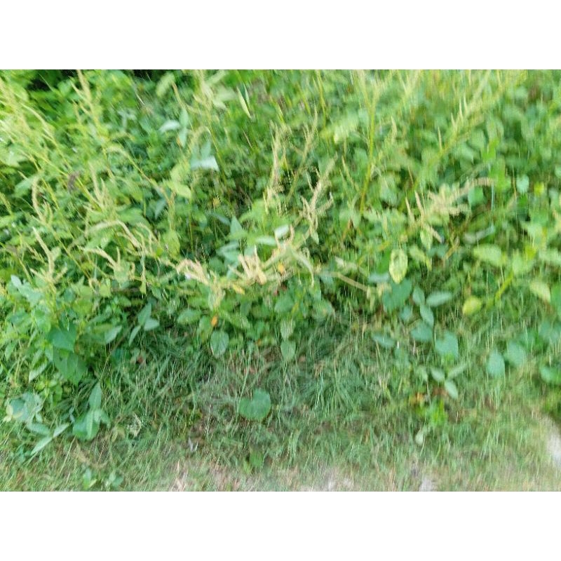 kulitis with roots per piece | Shopee Philippines