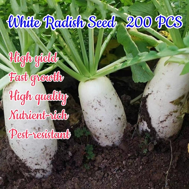 (200 seeds)SNOW WHITE RADISH VEGETABLE SEEDS | Shopee Philippines