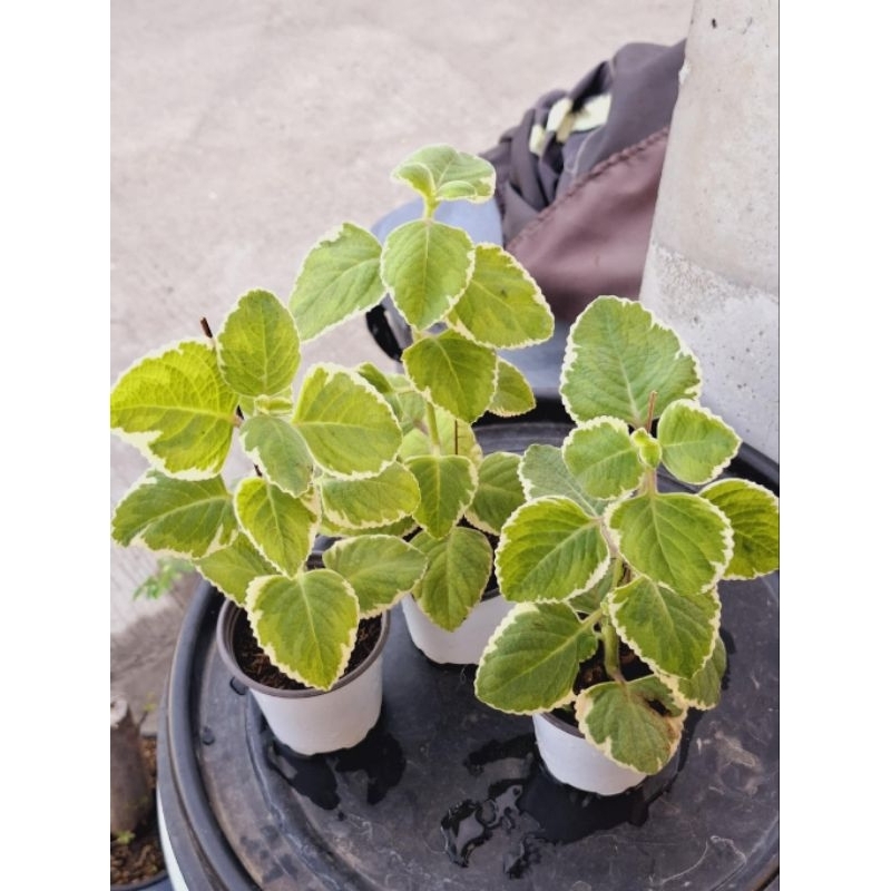Variegated Oregano Plant (Origanum vulgare) 3 Small Pots | Shopee ...