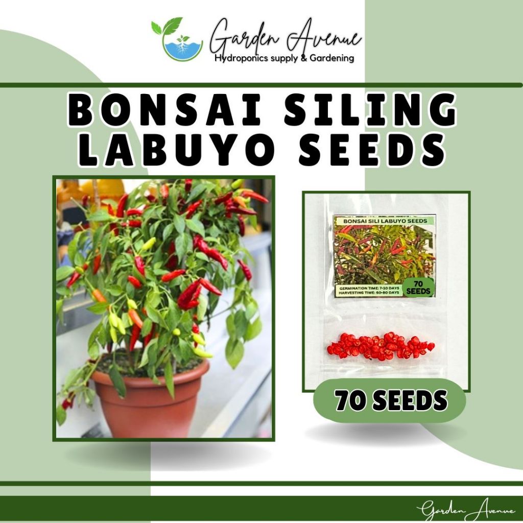 BONSAI SILING LABUYO SEEDS (70 SEEDS) For Container/Pot Gardening ...