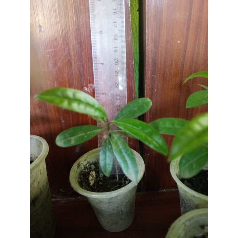 BATWAN SEEDLINGS 2-3 INCHES TALL | Shopee Philippines