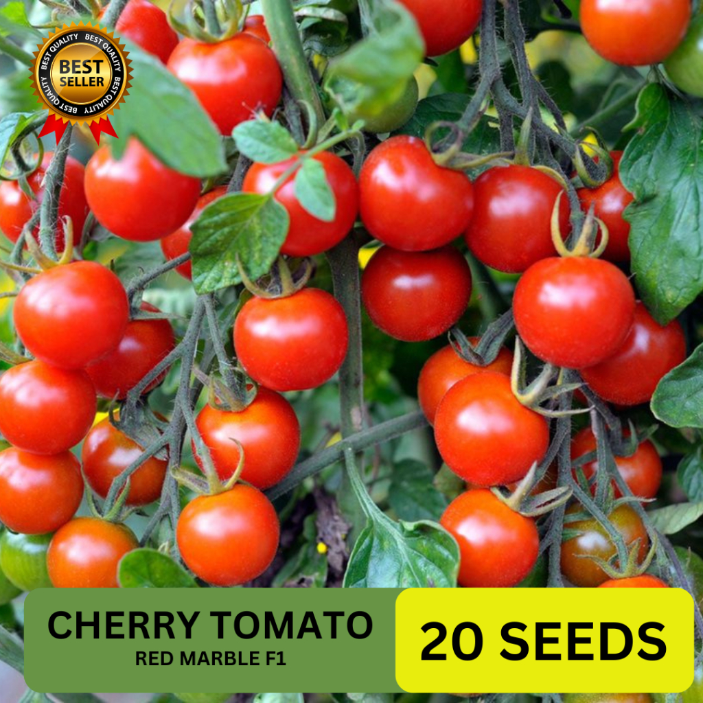 VALUE PACK (20 SEEDS) CHERRY TOMATO SEEDS/FOR PLANTING/RED MARBLE F1 ...