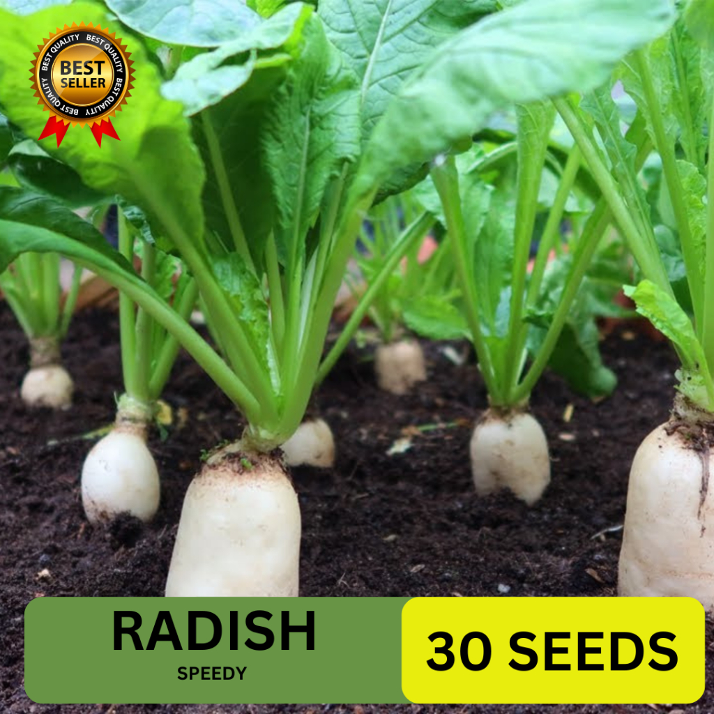 VALUE PACK (30 SEEDS) RADISH-LABANOS SEEDS/SPEEDY VARIETY/FOR PLATING ...
