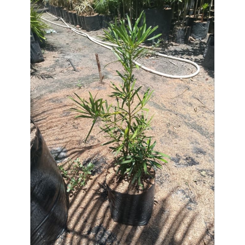 PODOCARPUS "MAKI" PLANT/ OUTDOOR (ROOTED )PAMBAKOD | Shopee Philippines