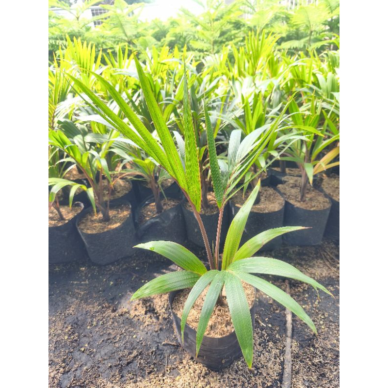 CHAMPAGNE PALM PLANT‼️ 1.5ft to 2ft ( BUY 3 PLUS 1) | Shopee Philippines