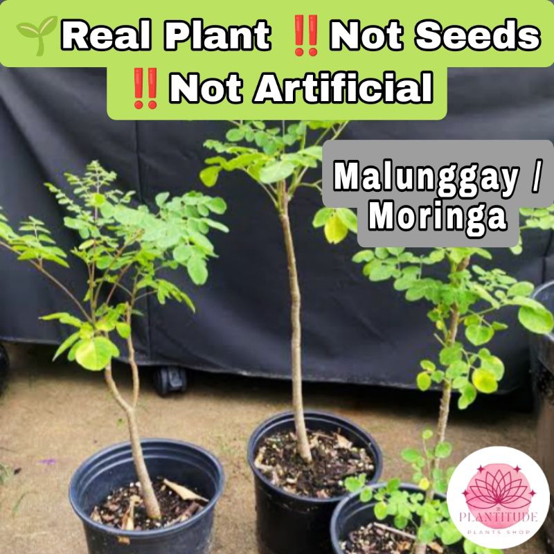Malunggay Moringa Seedling Plants, Not Seeds | Shopee Philippines