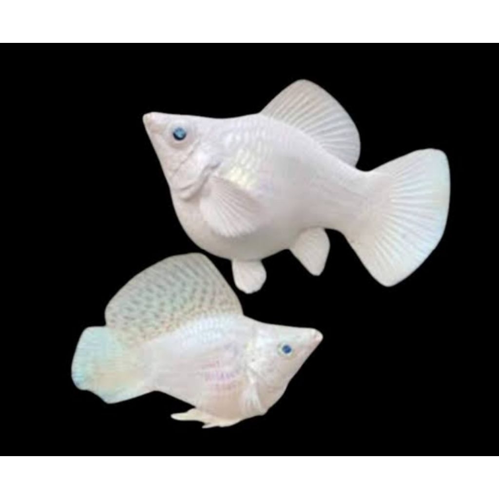 Fish food & PKBM WHITE TRIO | Shopee Philippines