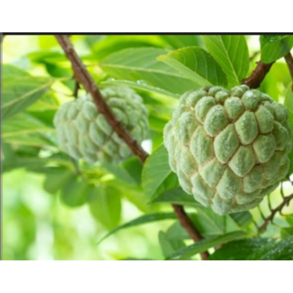 Atis seeds(15pcs) Sugar apple seeds | Shopee Philippines