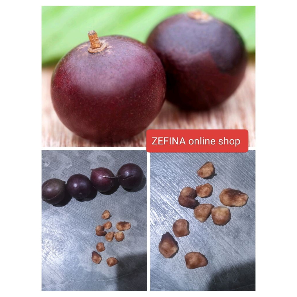 mansanitas seeds (jujube plum) 5 seeds | Shopee Philippines