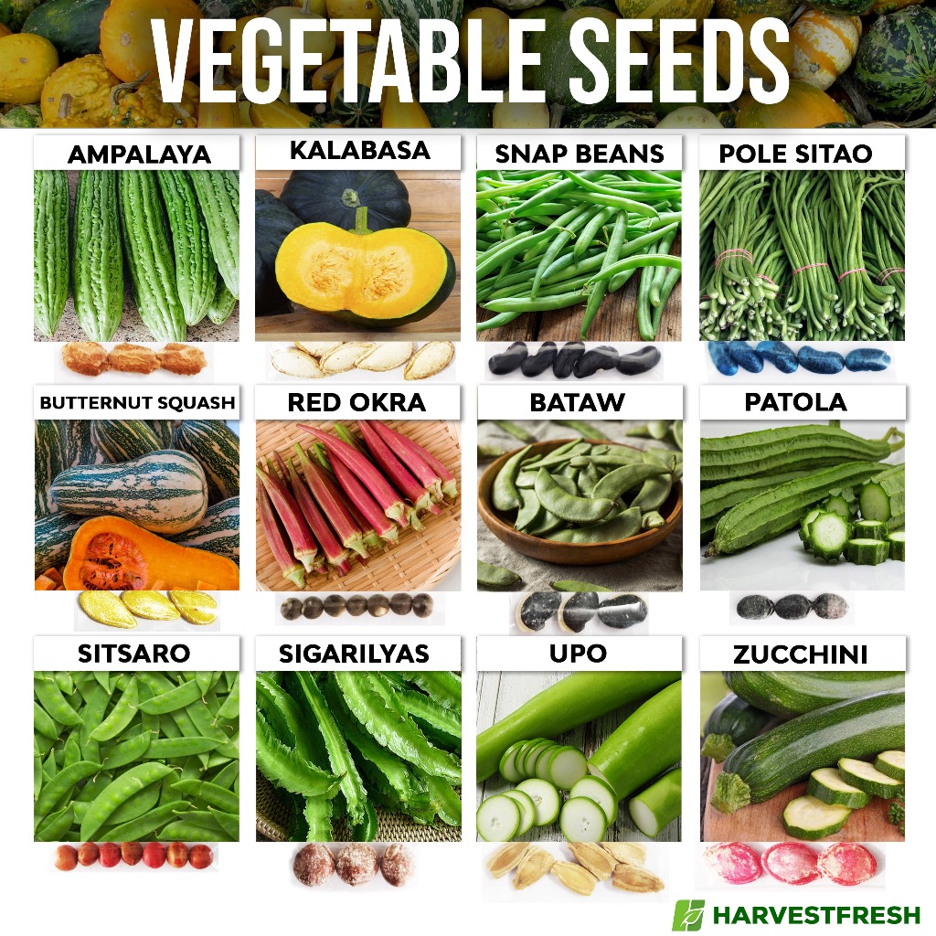 Vegetable Seeds - Ampalaya Upo Okra Sitao Bataw Kalabasa Patola Sitsaro ...