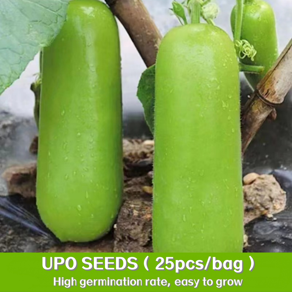 Vegetable plants UPO SEEDS -(20seeds) Upo Tambuli Vegetable Seeds ...