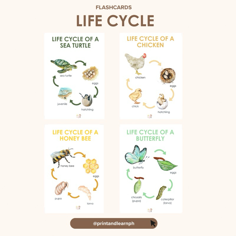 Flashcard: Life Cycle (Laminated Educational Flashcards for kids ...