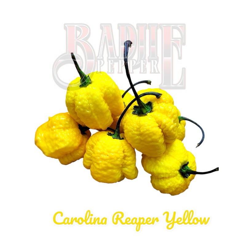 Yellow Carolina Reaper Pepper Seeds (20 pcs) | Shopee Philippines