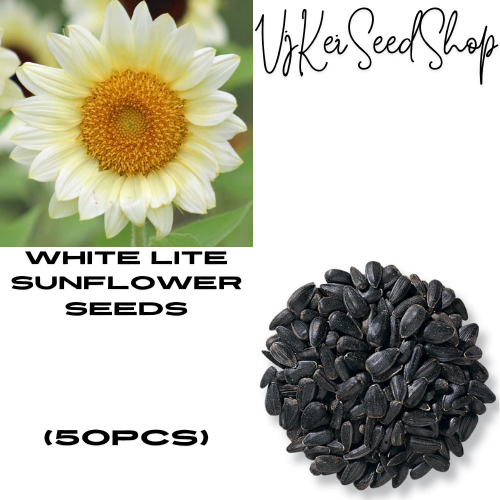 Sunflower "White Lite" Seeds (50pcs) | Shopee Philippines