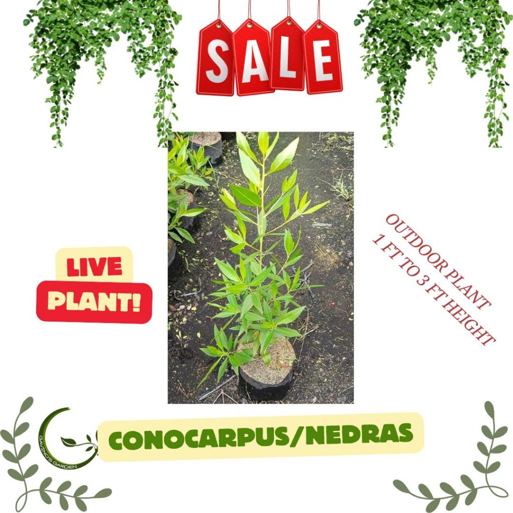LIVE Conocarpus/Nedras Plant/Mabilis kumapal at tumaas, maganda ...