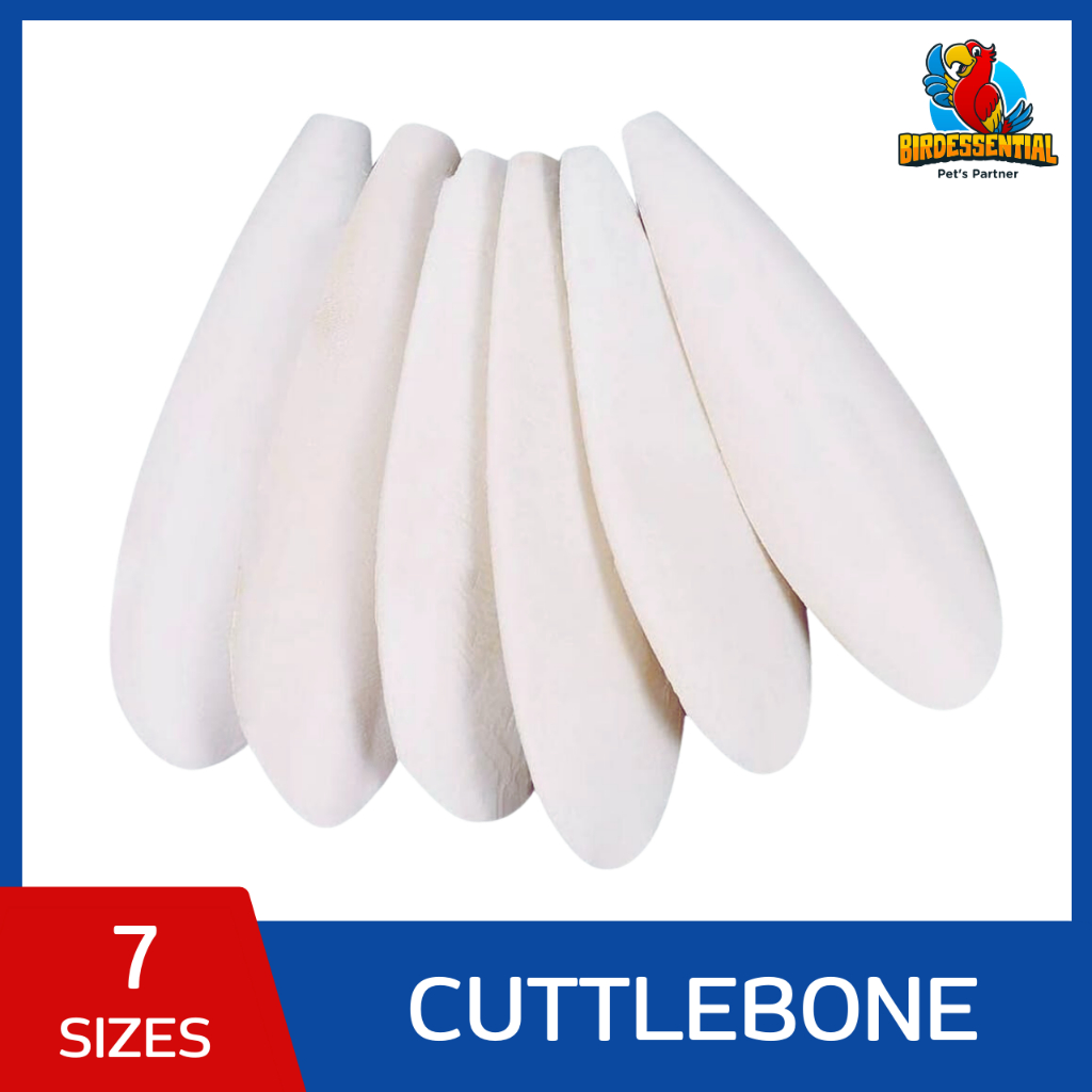 Cuttlebone for birds | Shopee Philippines
