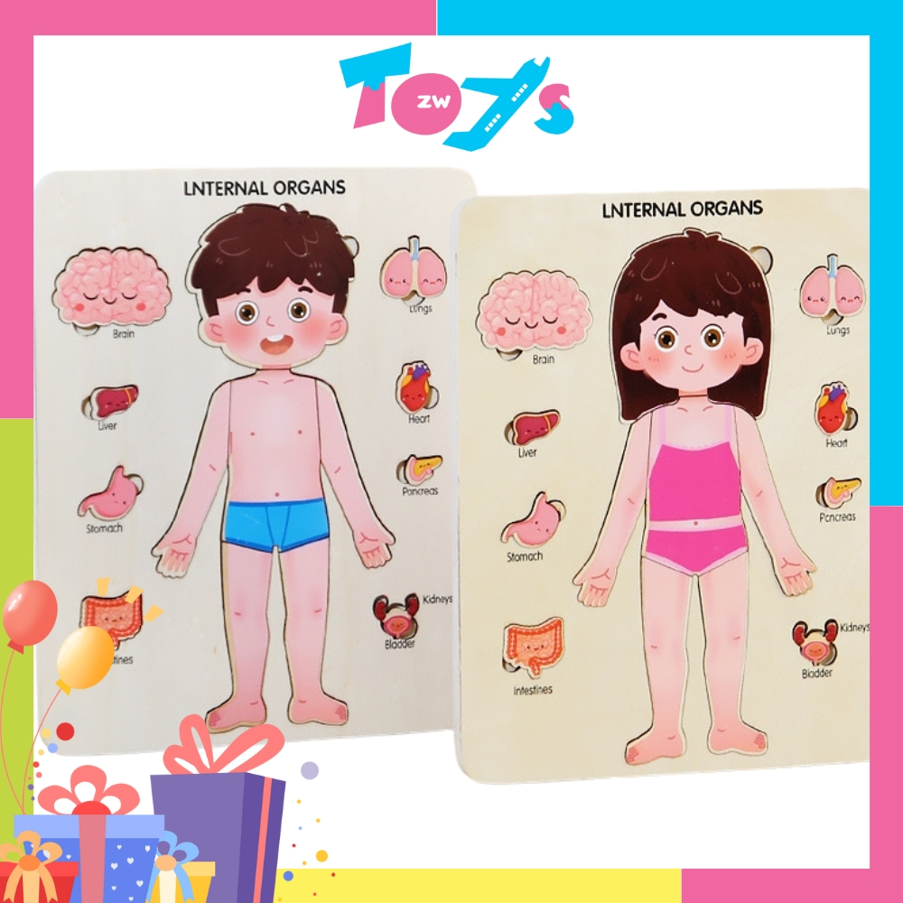 Wooden Lnternal Organs Multilayer Learning Anatomical Human Body Puzzle ...