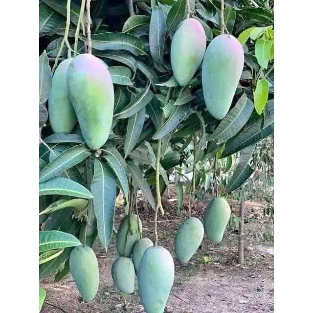 mango tree seedlings - Best Prices and Online Promos - Jul 2026 ...