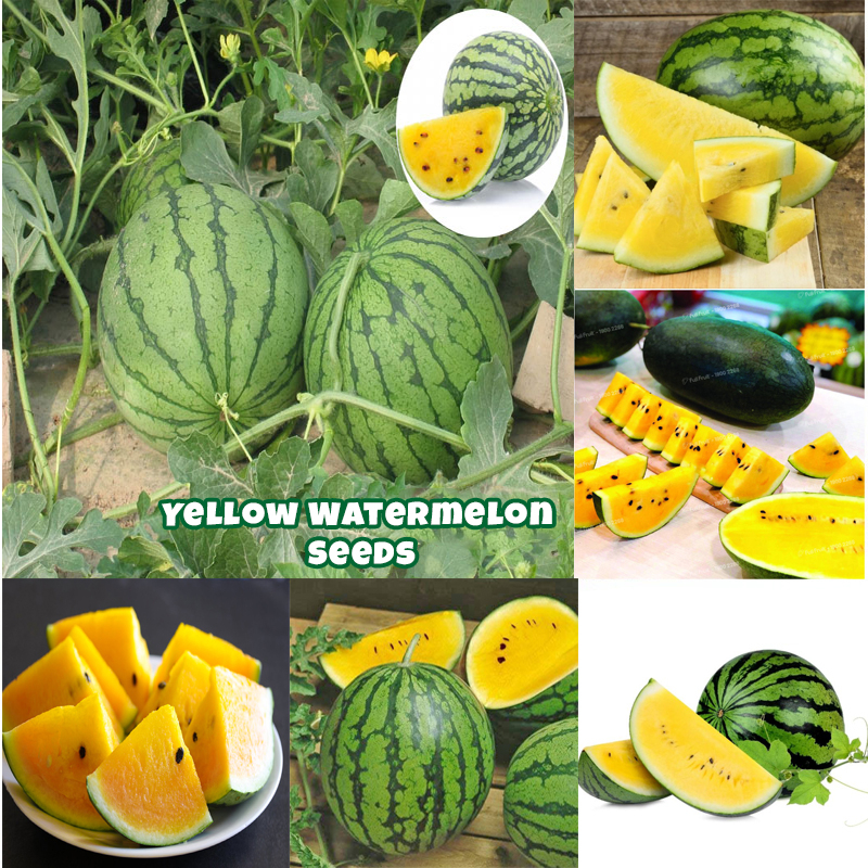 20Pcs Hybrid Golden Yellow Watermelon Seeds, Premium Golden Watermelon ...