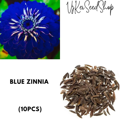 Blue Zinnia Seeds (10pcs) | Shopee Philippines
