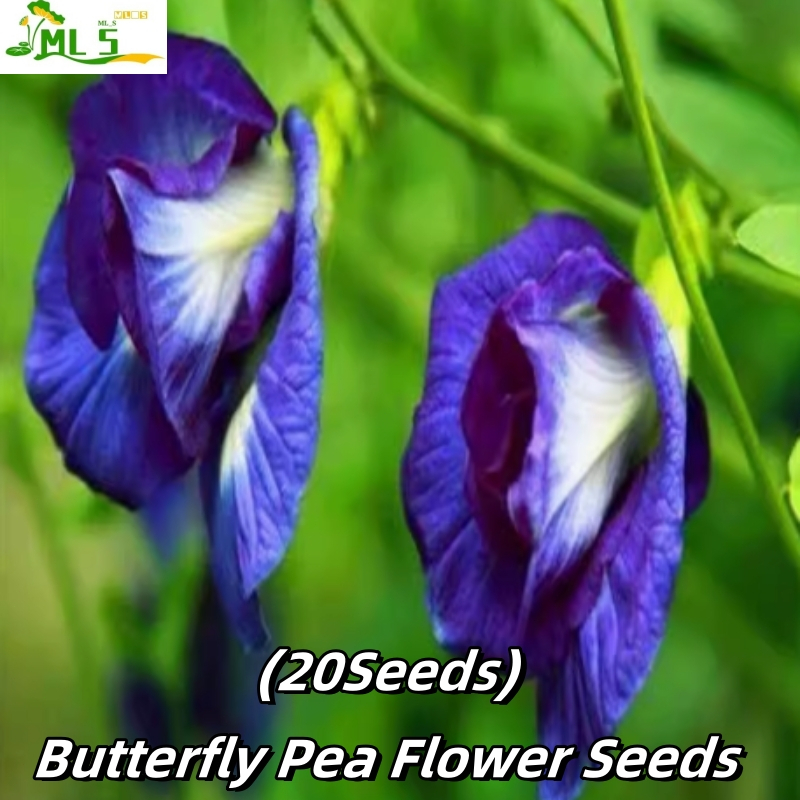 (20Seeds)Butterfly Pea (Blue Ternate) Flower Seeds-Clitoria Ternatea ...