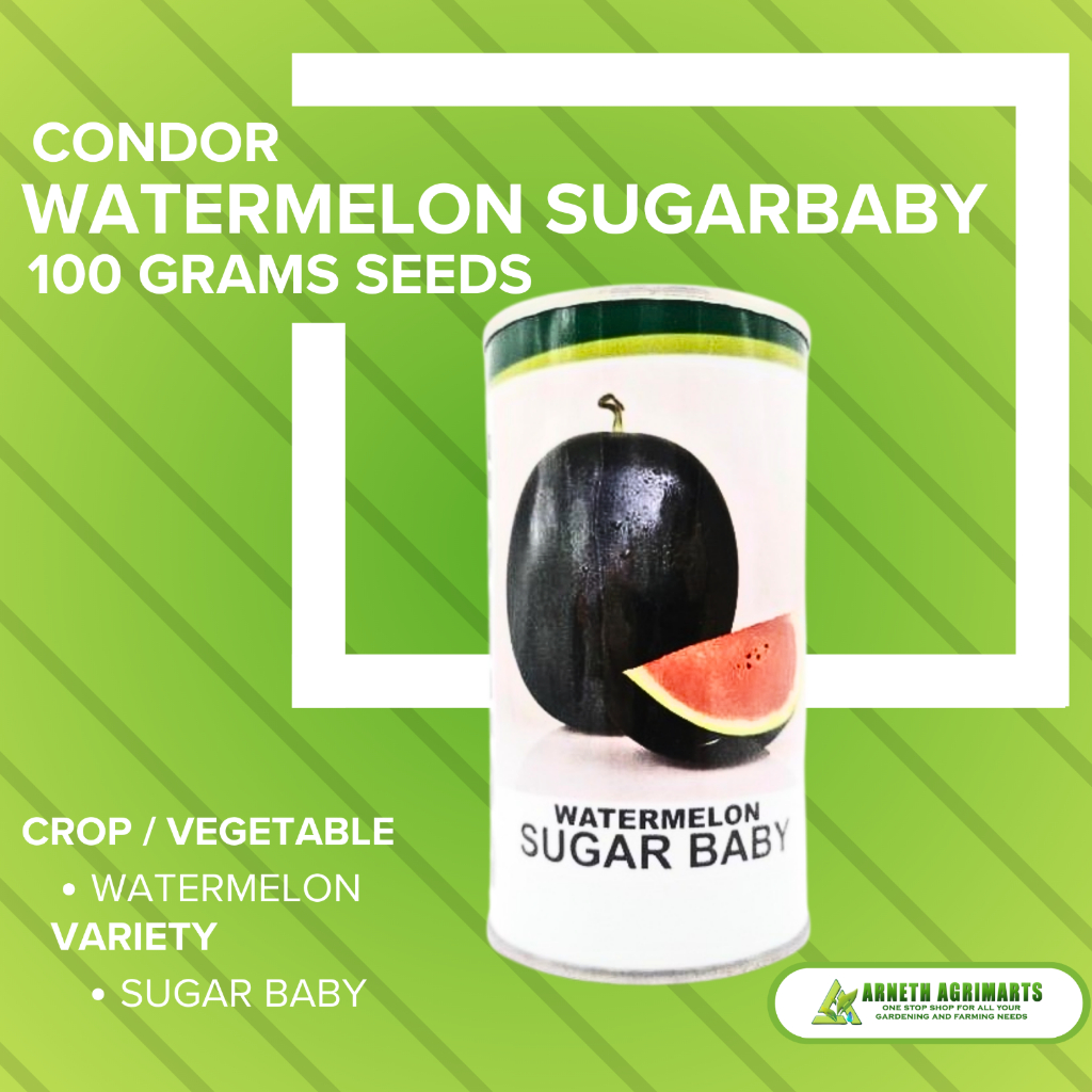 CONDOR SUGAR BABY VARIETY WATERMELON SEEDS (100grams CAN) | Shopee ...