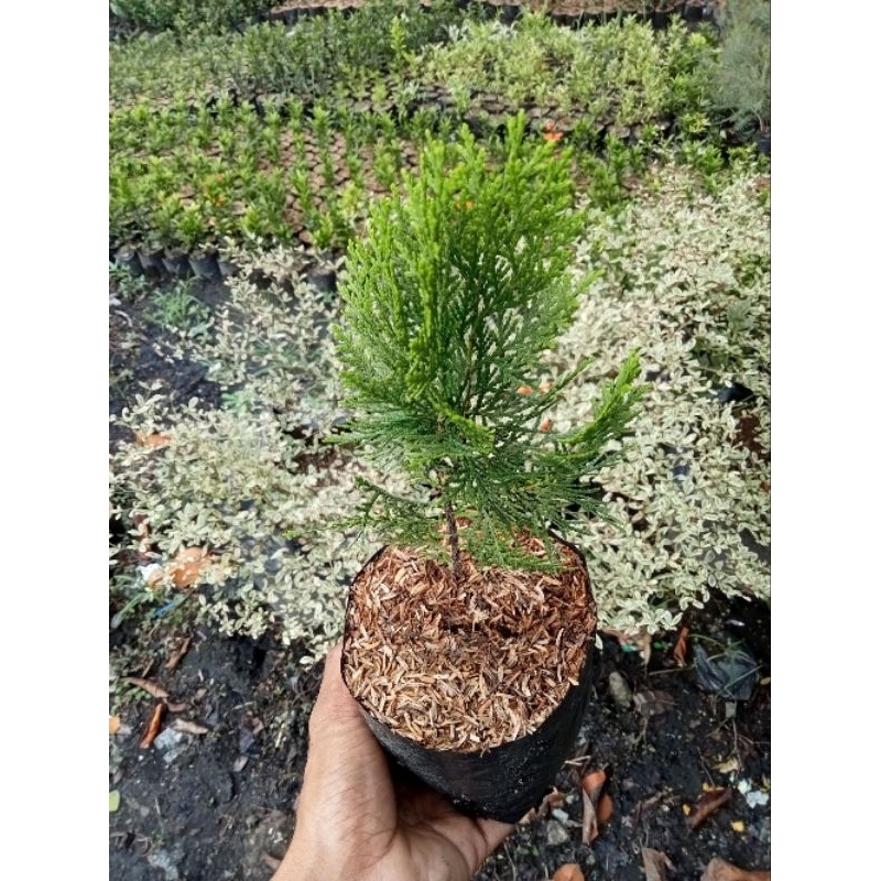 Pine tree Cypress outdoor plants | Shopee Philippines