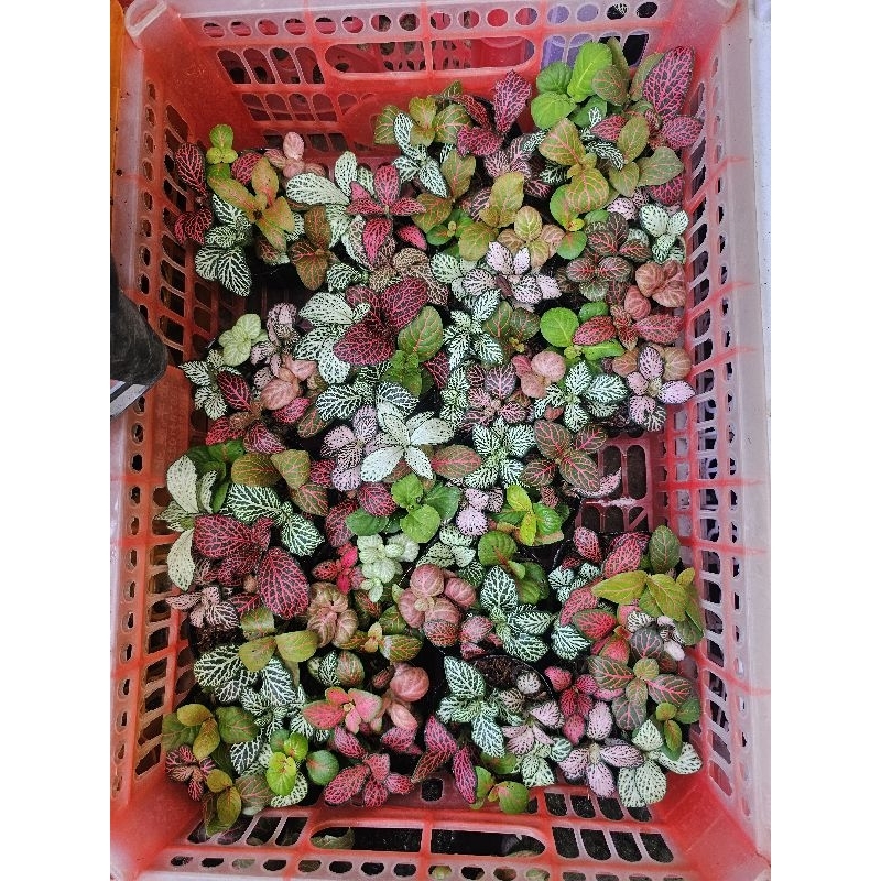 DISH FITTONIA (ASSORTED) | Shopee Philippines