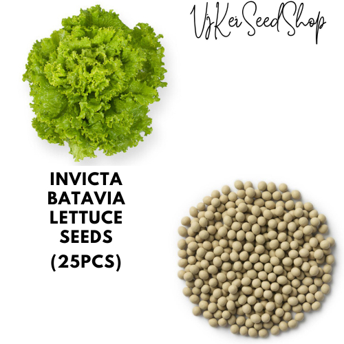Rincon RZ Invicta Batavia Lettuce Seeds (Pills) By RIJK ZW (25pcs ...
