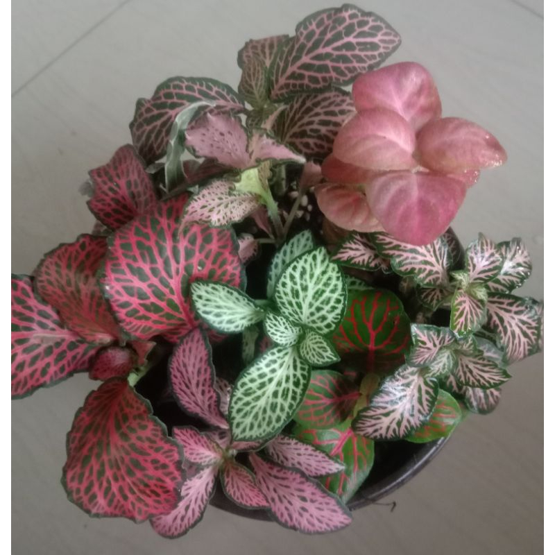 10 Pieces Fittonia sa isang paso | Shopee Philippines