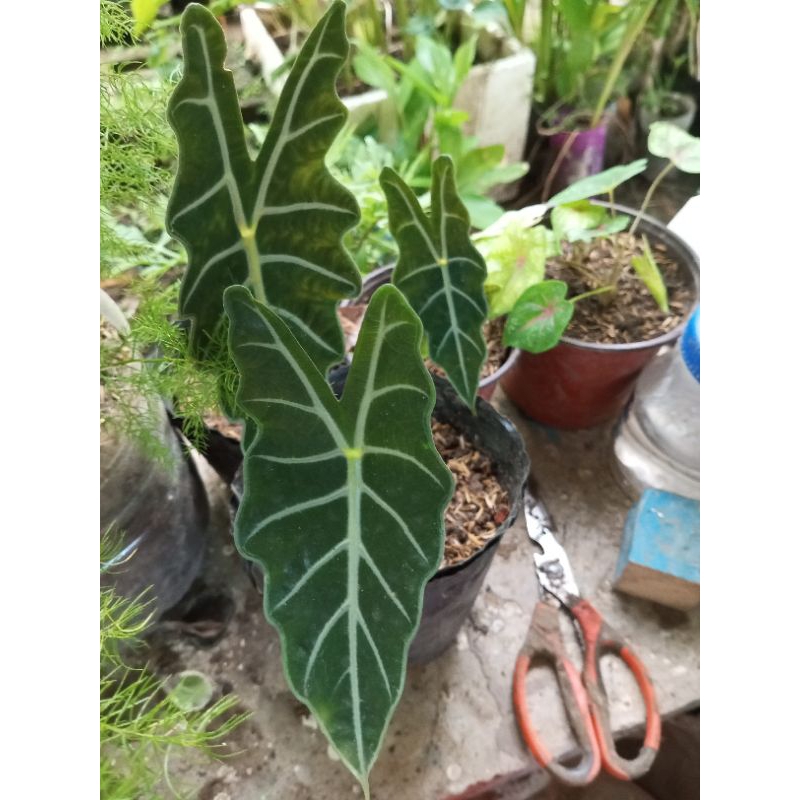 ALOCASIA POLLY/LIVE PLANT(small -medium-big) | Shopee Philippines