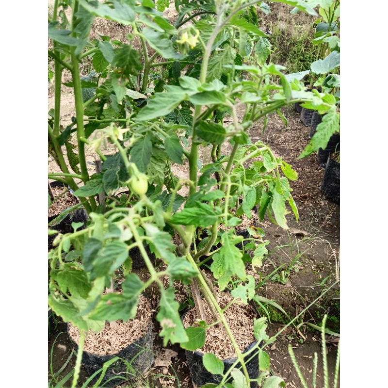 Kamatis/Tomato - Live Plant with FREE garden soil - TGC | Shopee ...