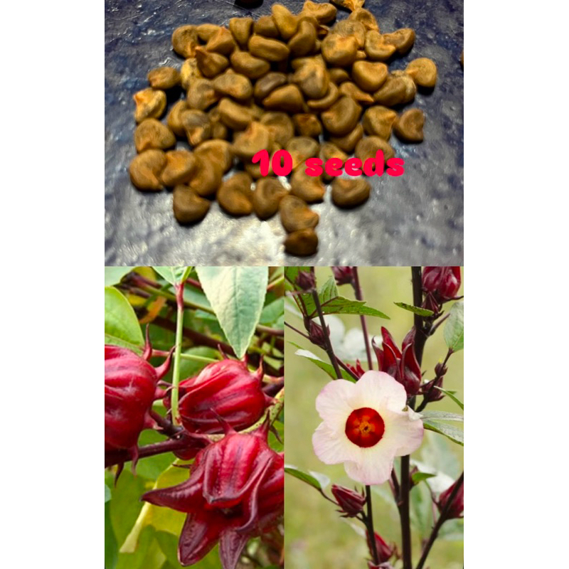 Red Roselle Seeds ( Hibiscus sabdariffa) 10 seeds per pack | Shopee Philippines