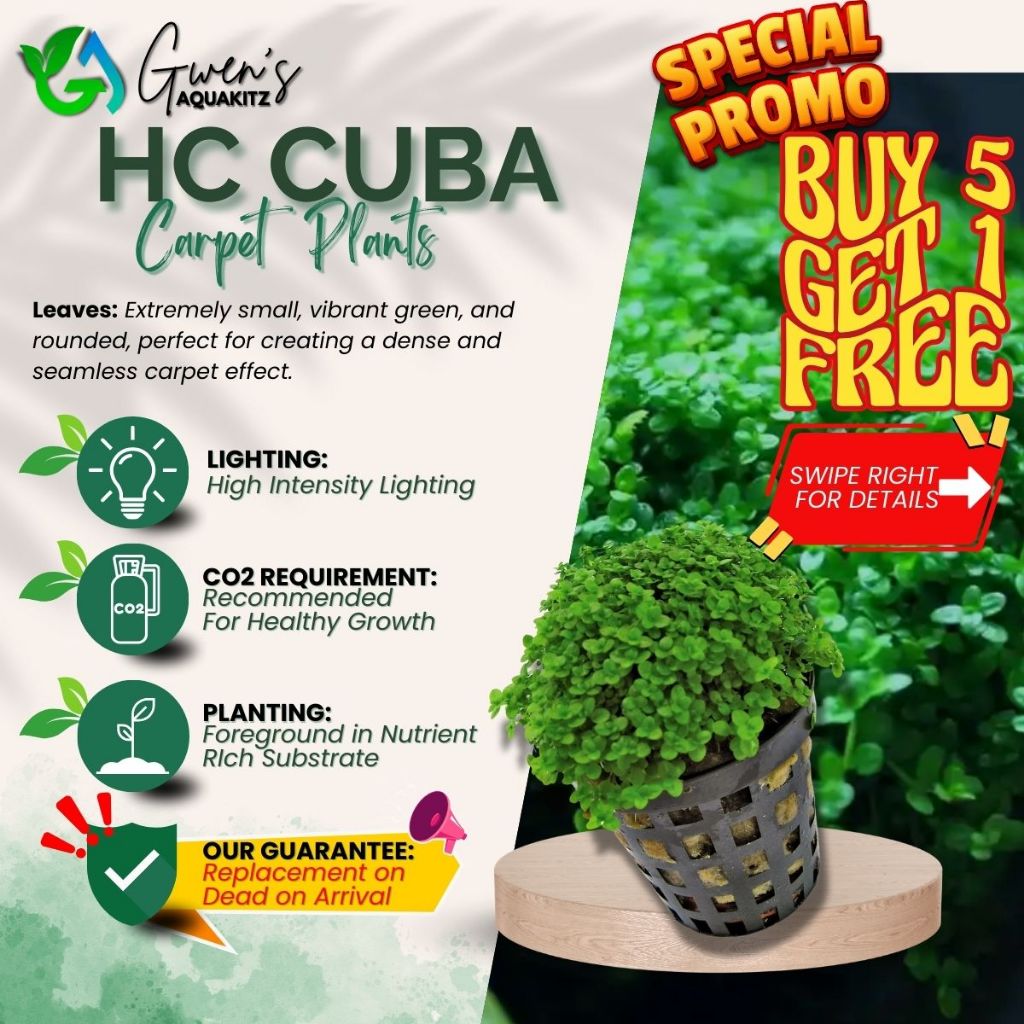 HC CUBA 5+1 Carpet Plant (4x6, soil less) by Gwen's Aquakitz - Aquatic ...