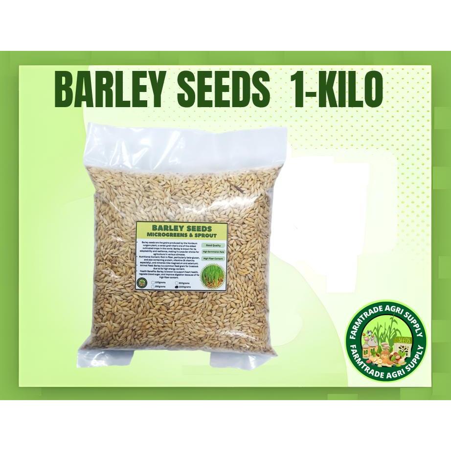 BARLEY SEEDS FOR MICROGREENS AND SPROUTS (1 kilo) | Shopee Philippines