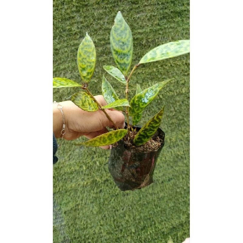 Hoya Tiger actual photos (Live plant) | Shopee Philippines