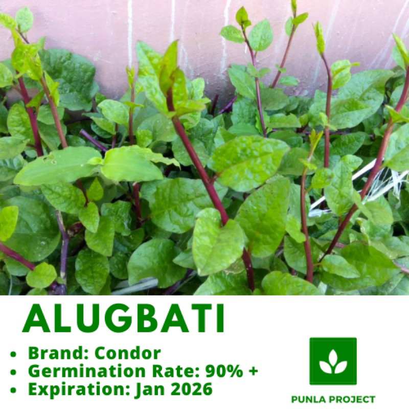 Alugbati 12pcs vegetable repacked seeds gardening | Shopee Philippines