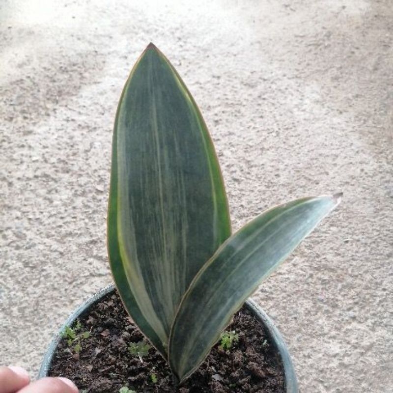 Variagated Masoniana | Shopee Philippines