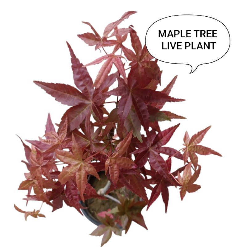 Maple Tree Buhay at maraming ugat | Shopee Philippines