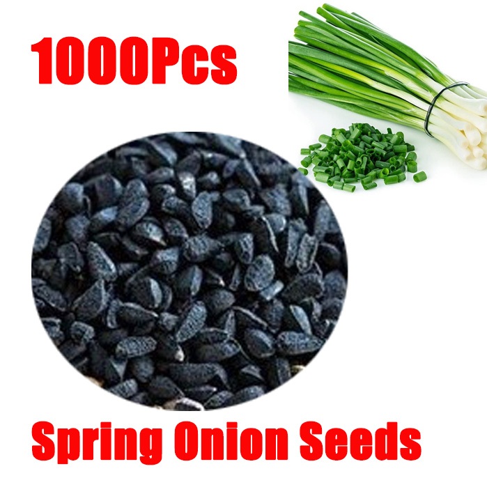 1000 Seeds Vegetable Scallion Spring Onion Seeds Green Onion Scallion ...