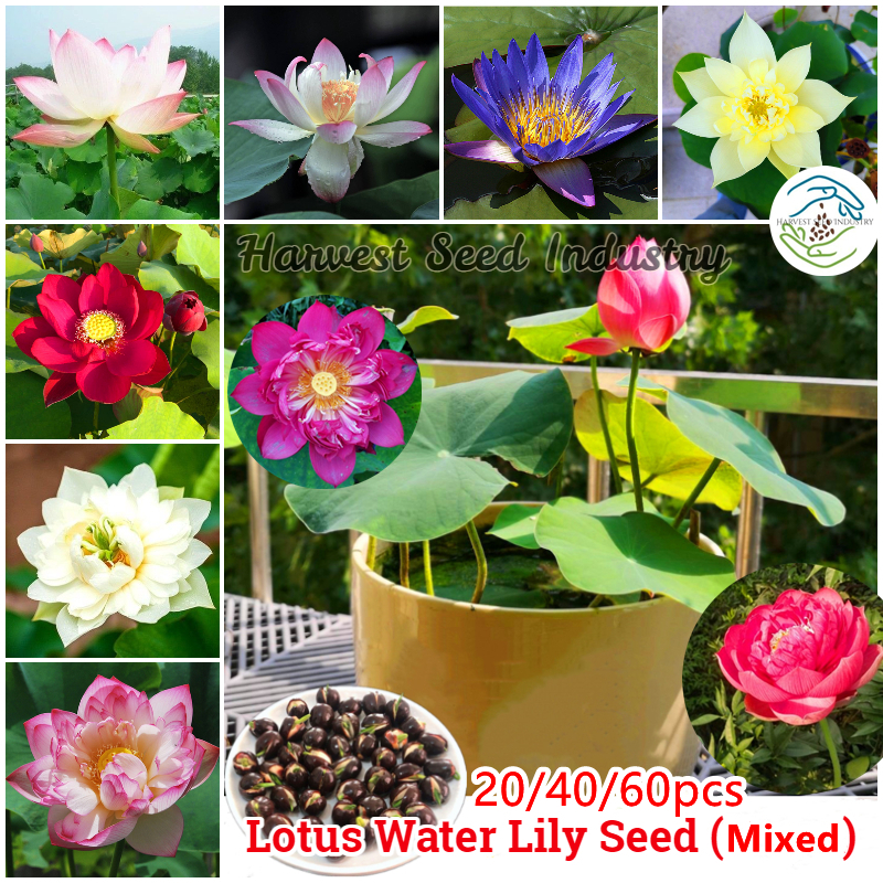 20pcs Mix Lotus Water Lily Seeds Mini Japanese Lotus Seeds for Planting ...
