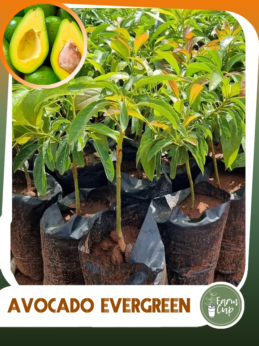 AVOCADO CARDINAL Variety live seedlings | Shopee Philippines
