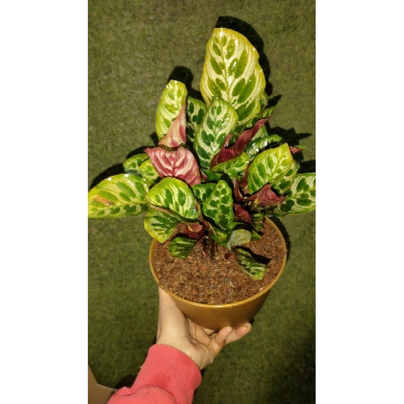 Super Lush Calathea Peacock (actual Photos with gold pot) | Shopee ...