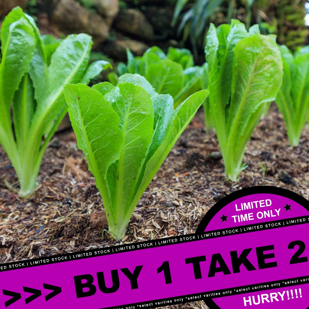 Little Gem Romaine Seeds - Lettuce Little Gem Seeds - Vegetable Seeds ...