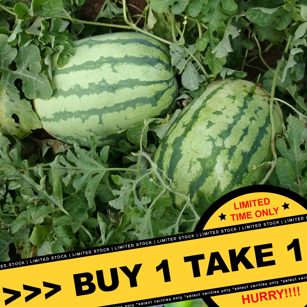 Giant Jubillee Watermelon Seeds Rare Watermelon Seeds - Heirloom ...