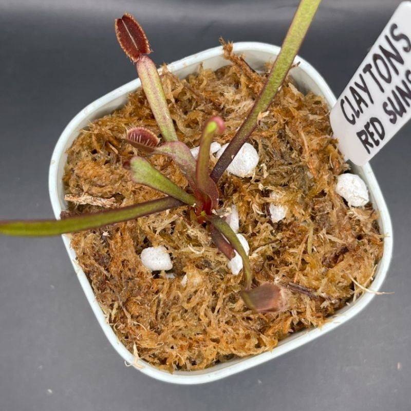 Venus-Flytrap CLAYTON'S RED SUNSET | Shopee Philippines