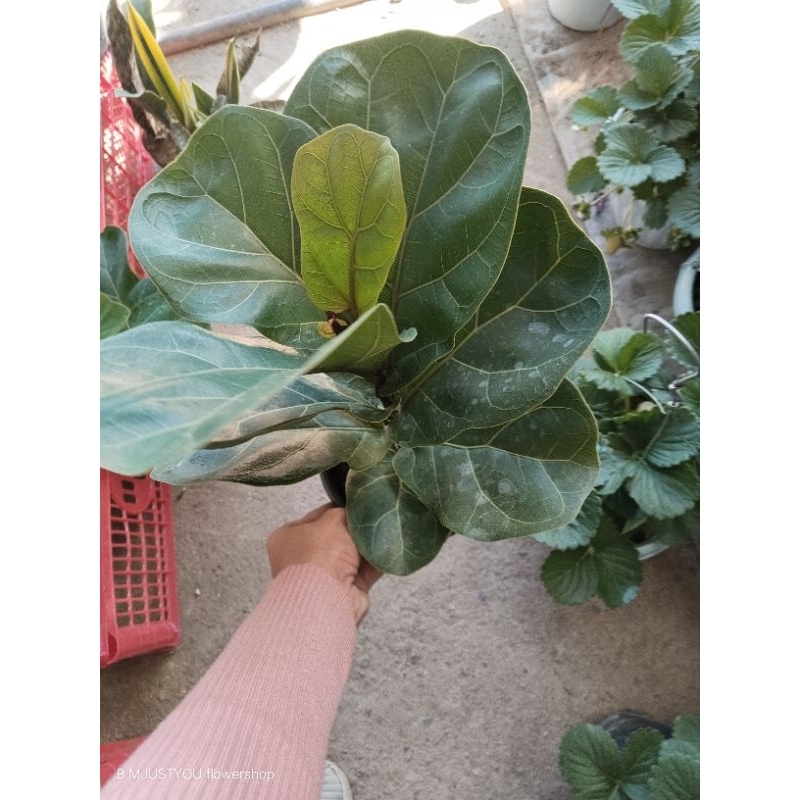 fiddle leaf fig tree | Shopee Philippines